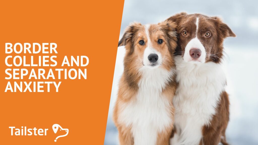 Border Collie Behaviour