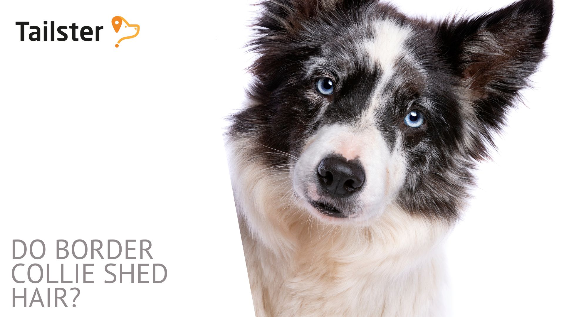 Do Border Collie Shed Hair?