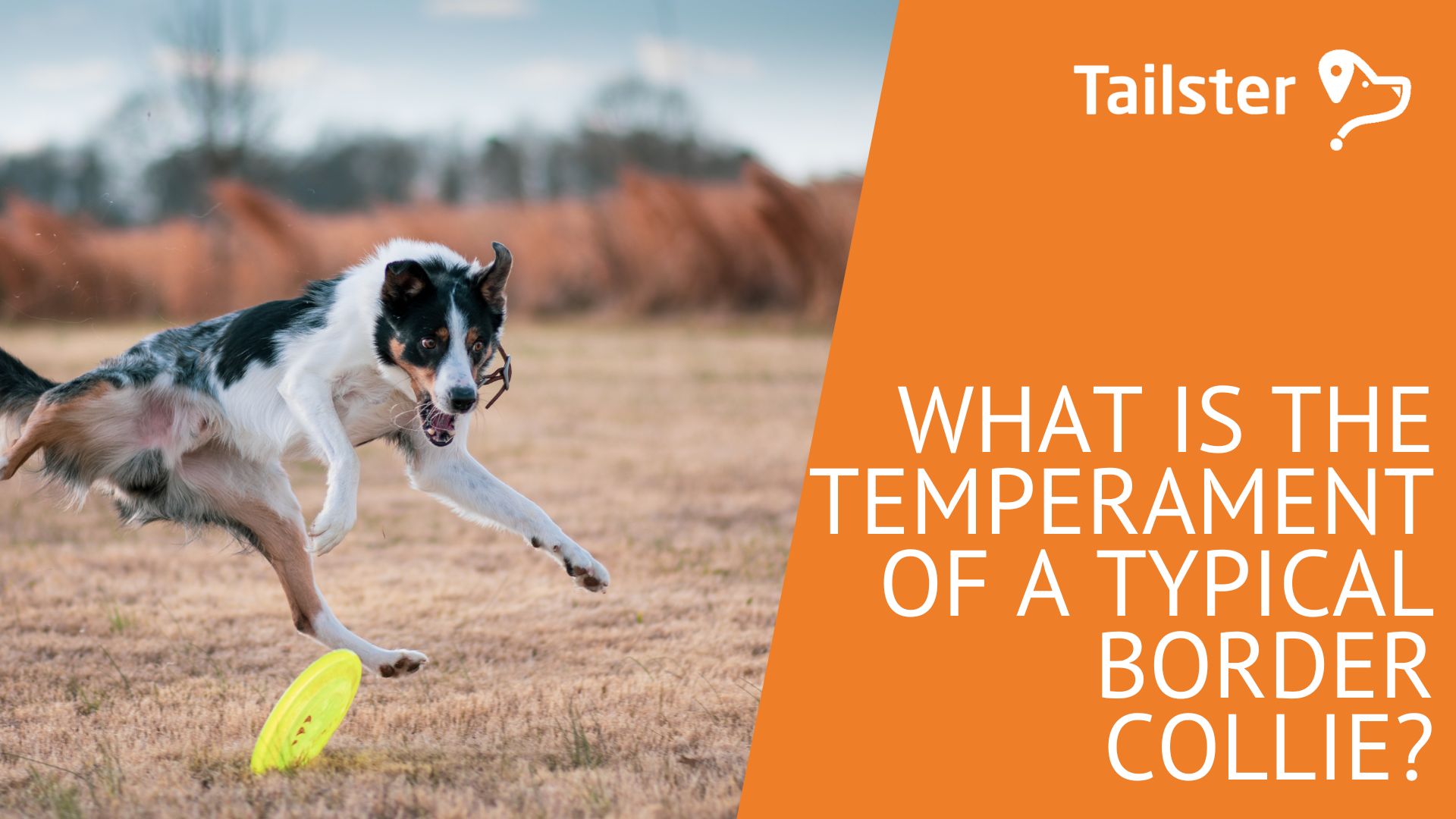 What Is The Temperament Of A Typical Border Collie?