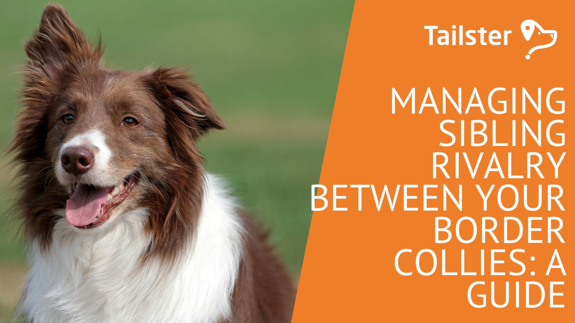 Managing Sibling Rivalry Between Your Border Collies: A Guide Managing Sibling Rivalry Between Your Border Collies: A Guide