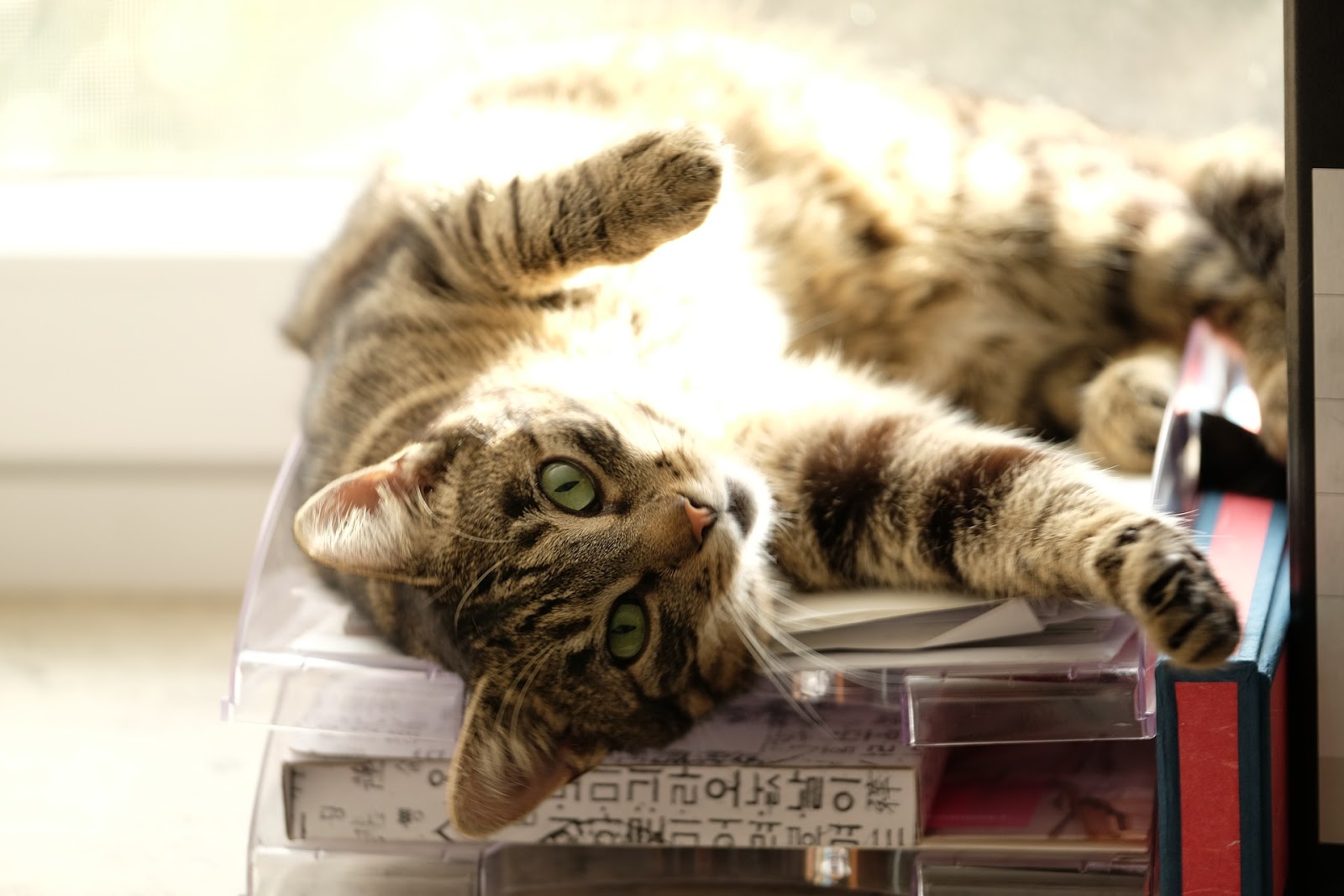 The Ultimate Tailster Guide To Cat Sitting