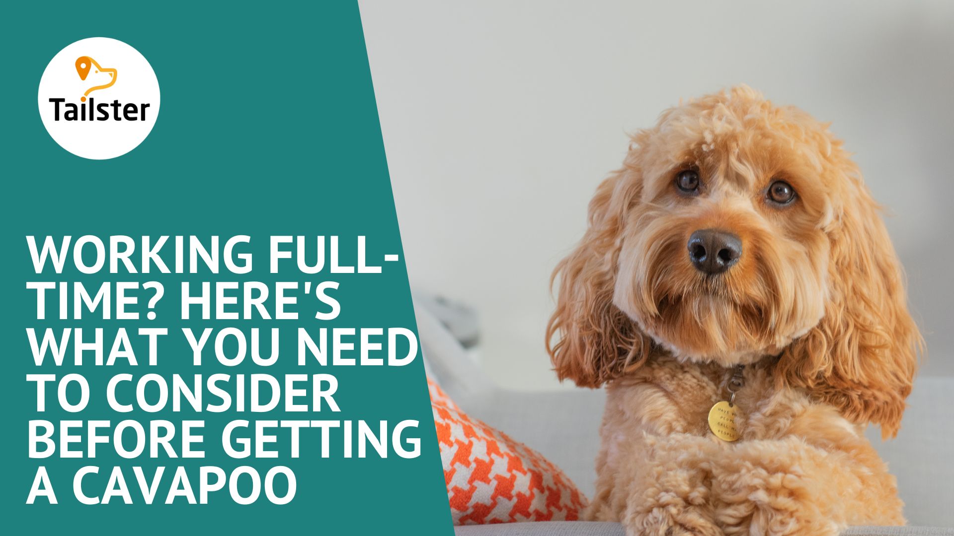 Working Full-Time? Here's What You Need To Consider Before Getting A Cavapoo
