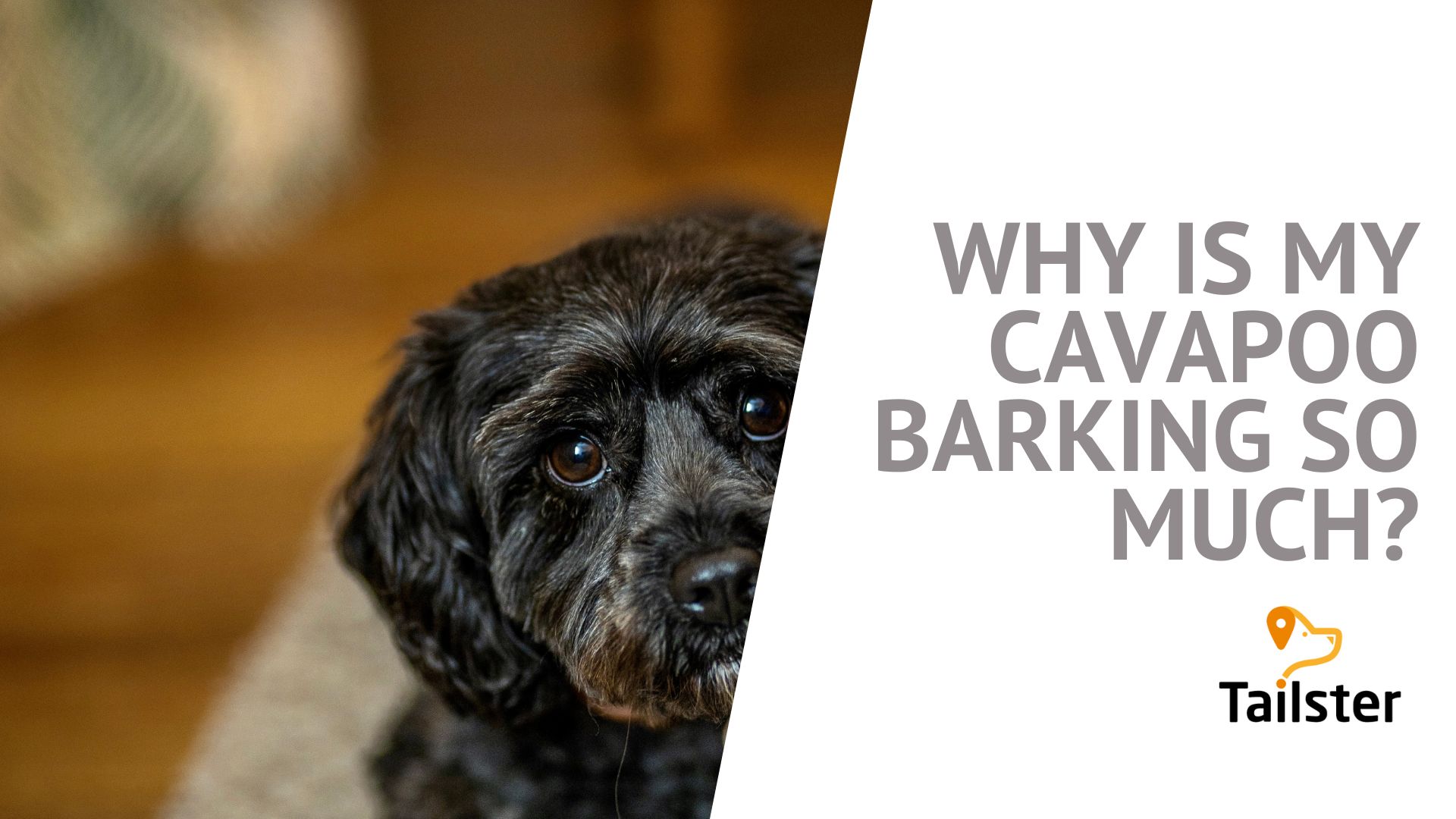 Why Is My Cavapoo Barking So Much?