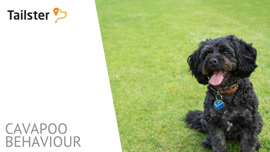 Cavapoo Behaviour