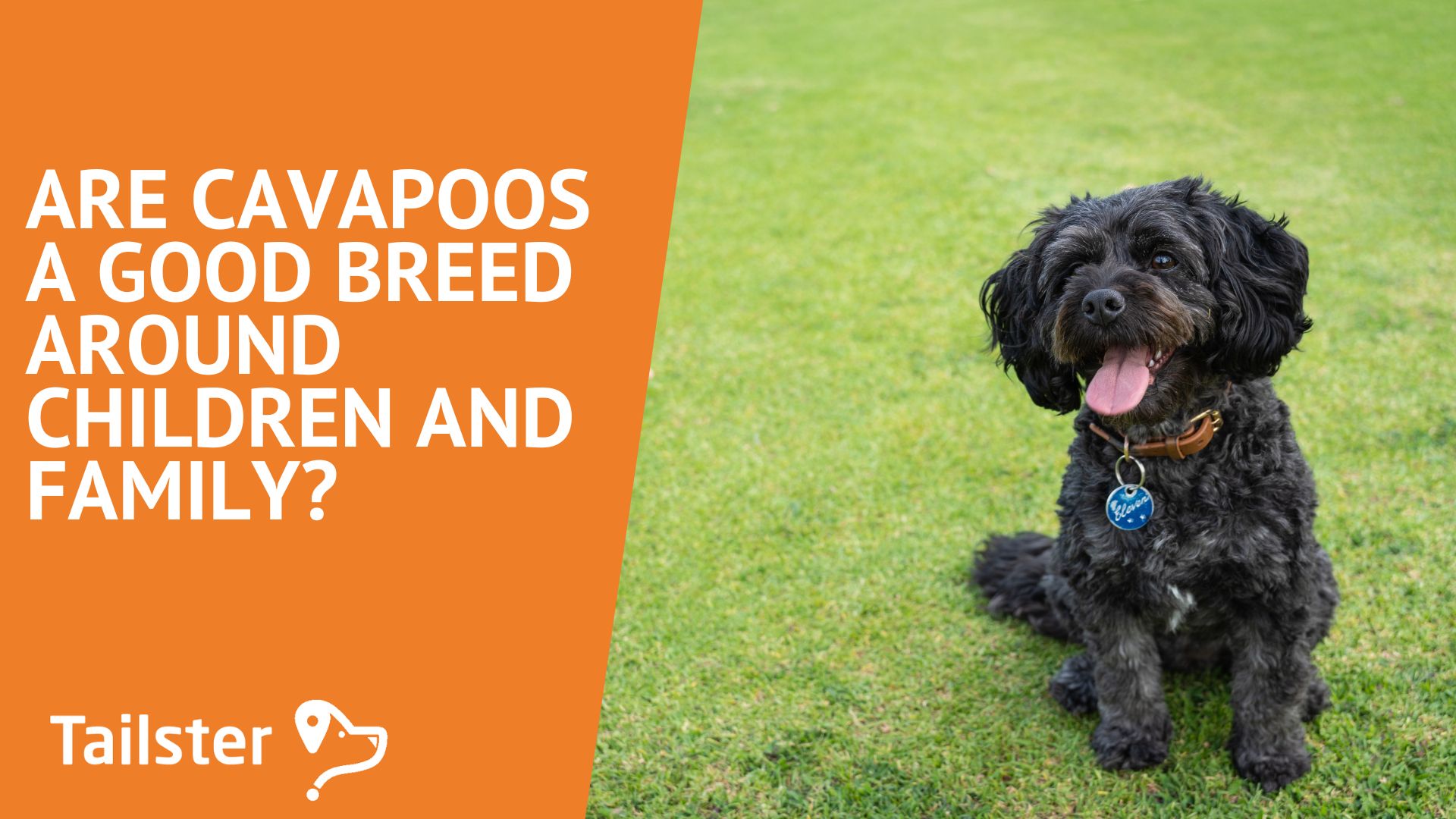 Are Cavapoos A Good Breed Around Children And Family?