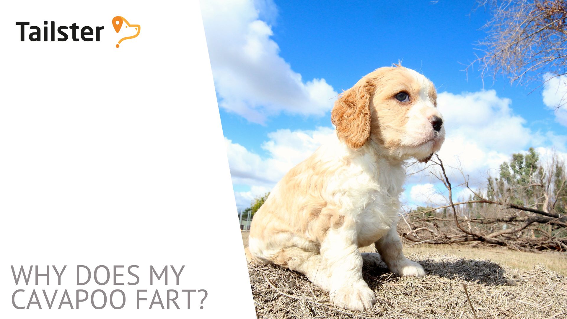 Why Does My Cavapoo Fart?