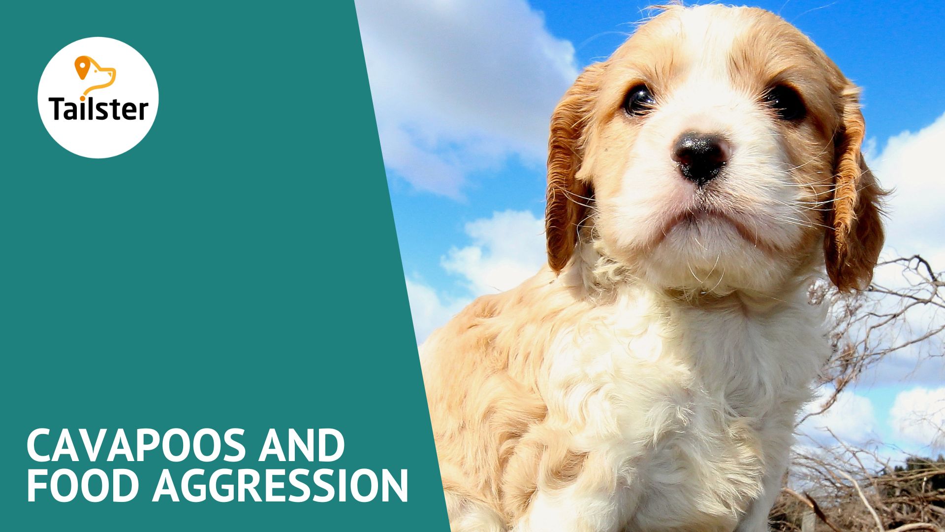 Cavapoos And Food Aggression Cavapoos And Food Aggression