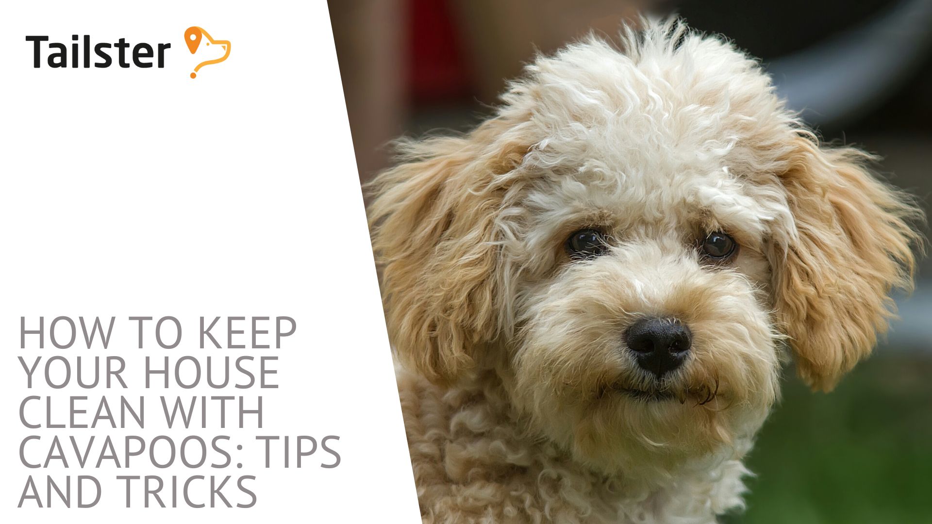 How To Keep Your House Clean With Cavapoos: Tips And Tricks