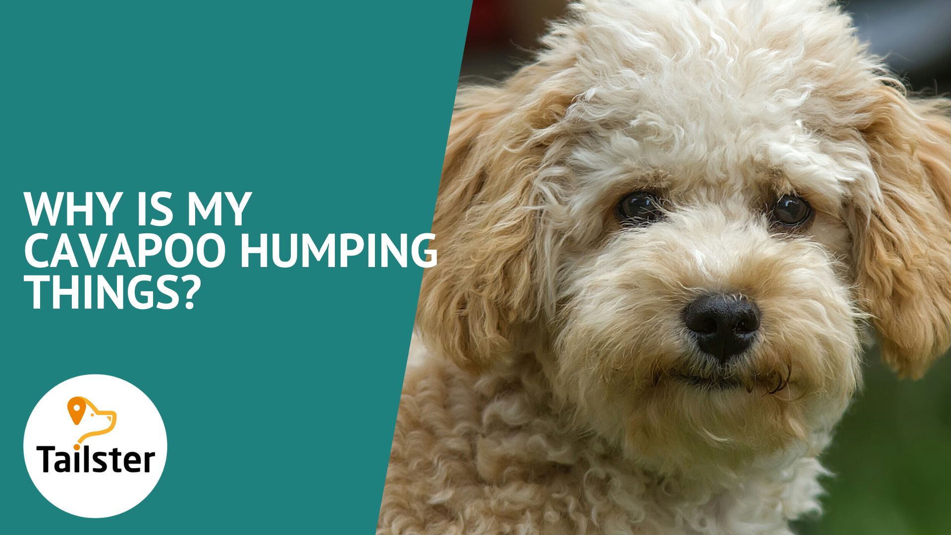 Why Is My Cavapoo Humping Things?