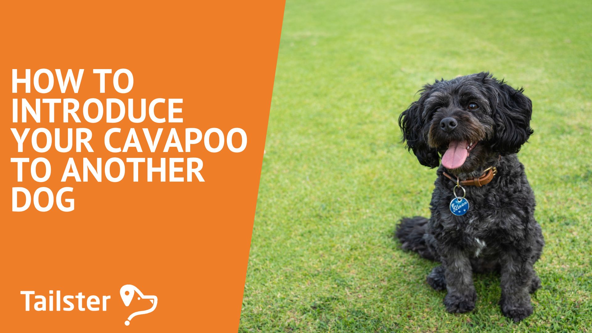 How To Introduce Your Cavapoo To Another Dog