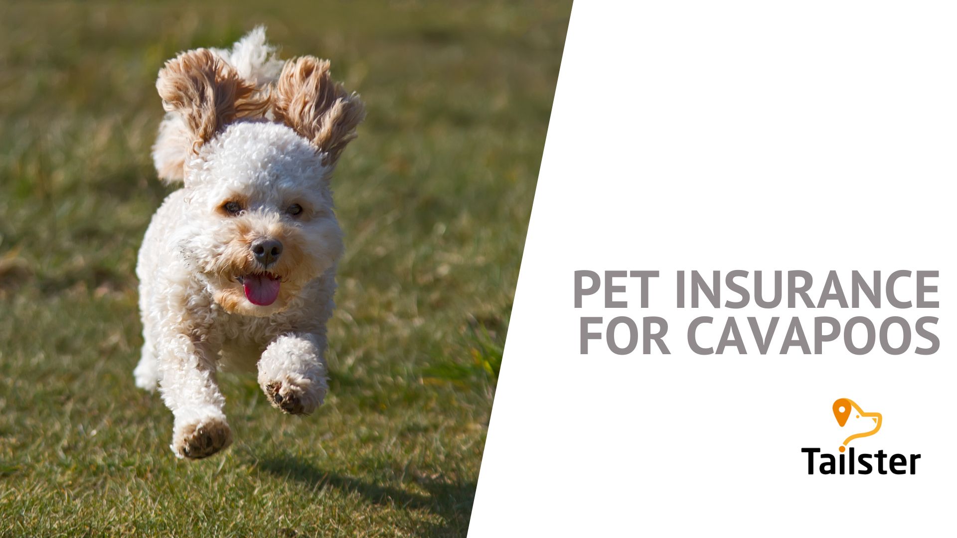 Pet Insurance For Cavapoos