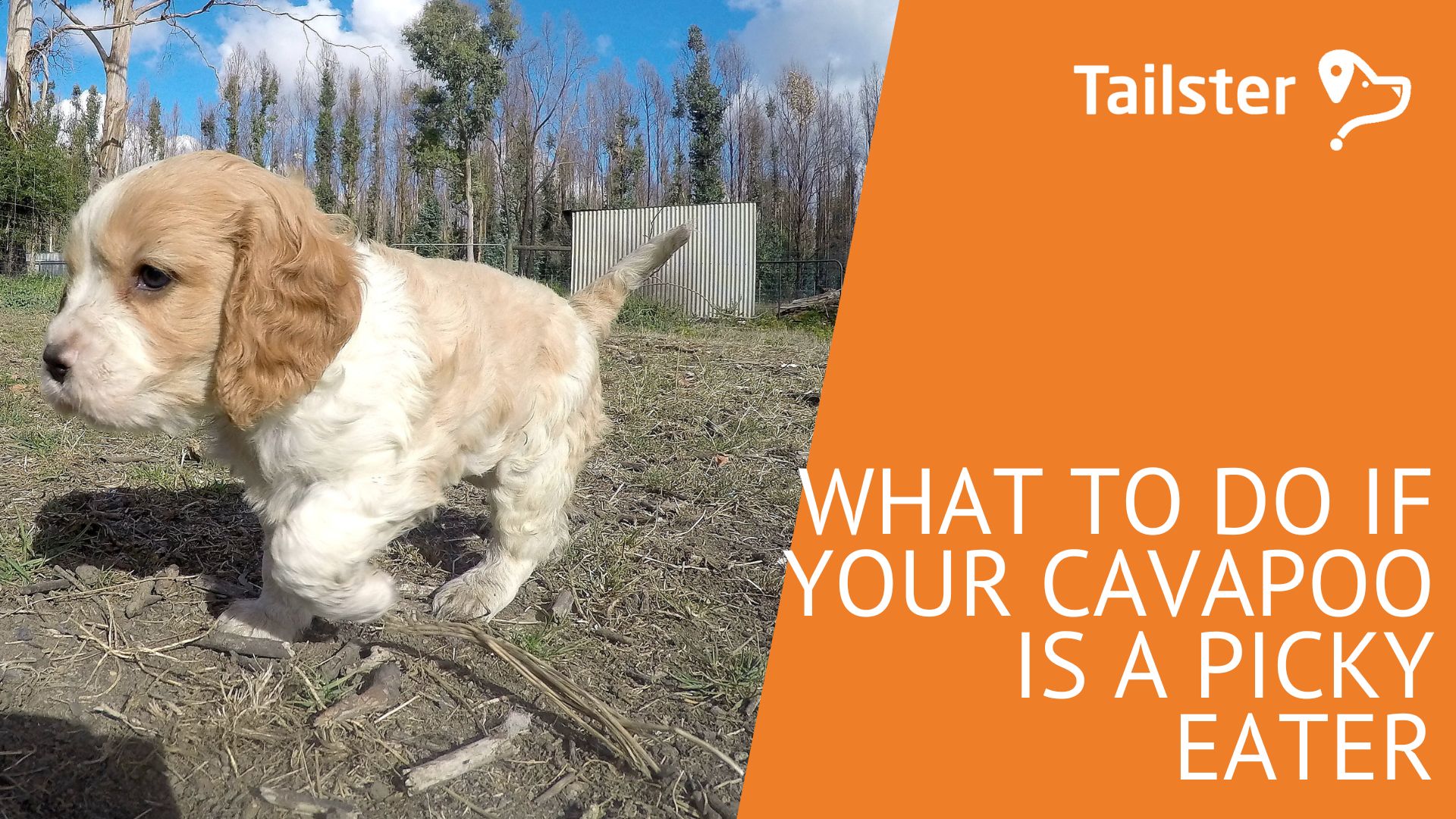 What To Do If Your Cavapoo Is A Picky Eater