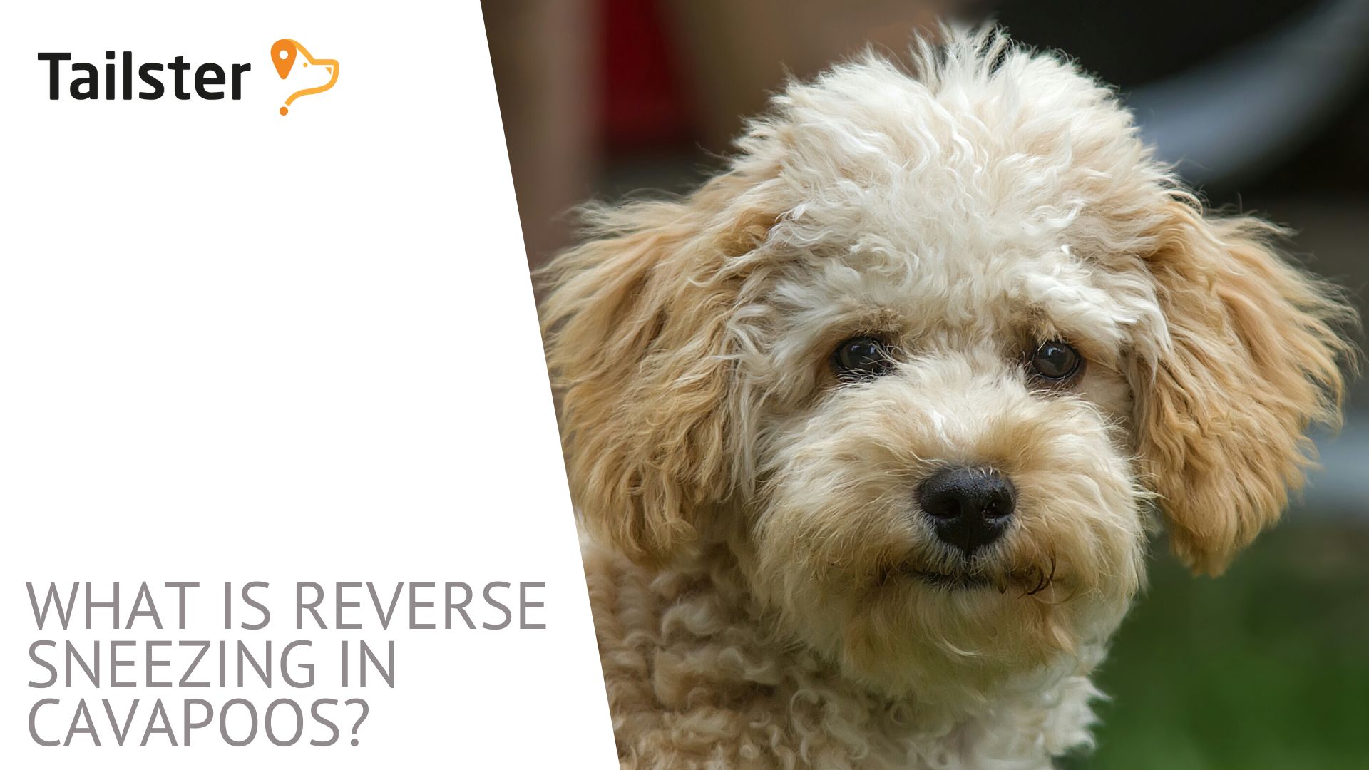 What Is Reverse Sneezing In Cavapoos?