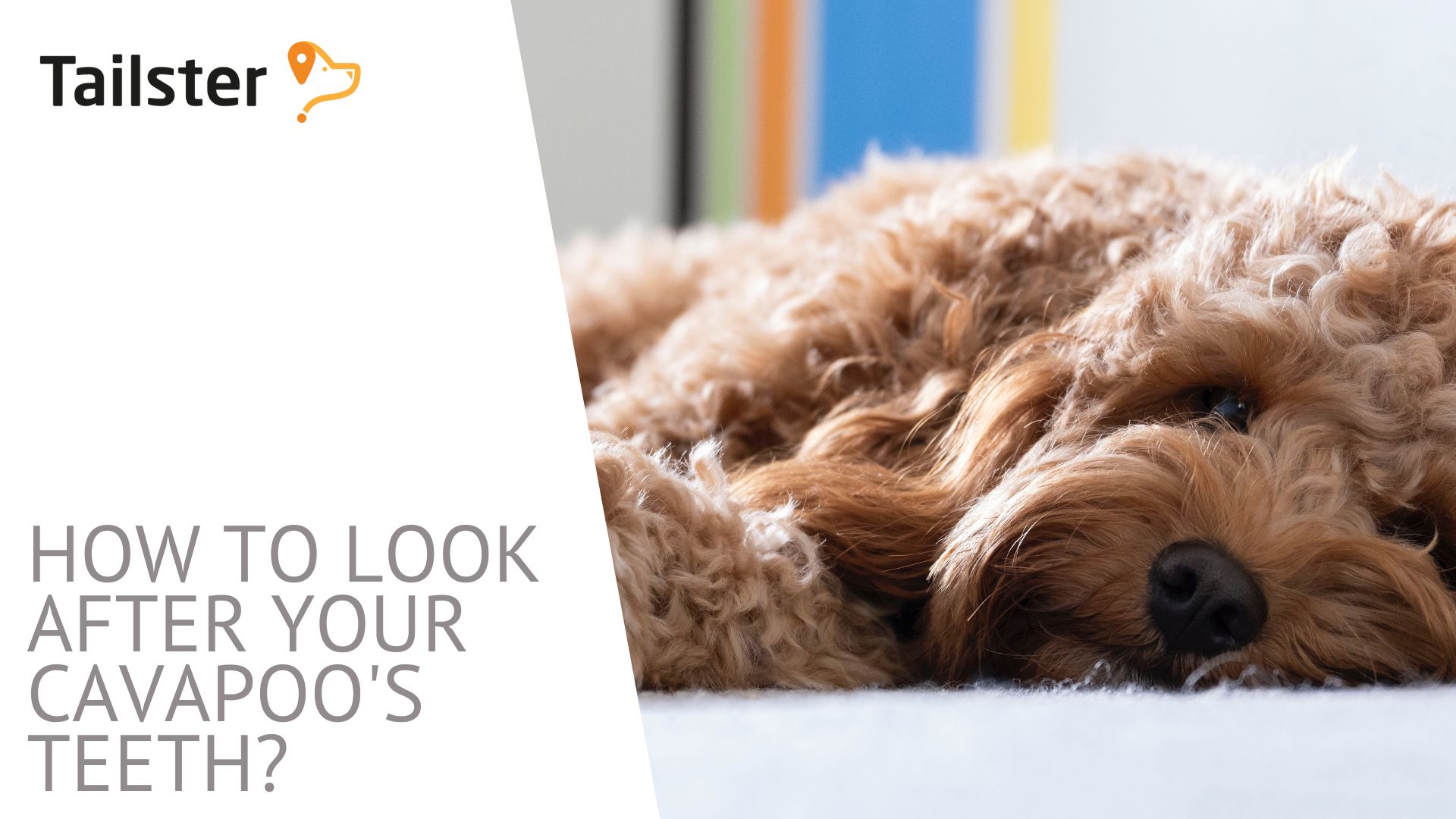 How To Look After Your Cavapoo’s Teeth?