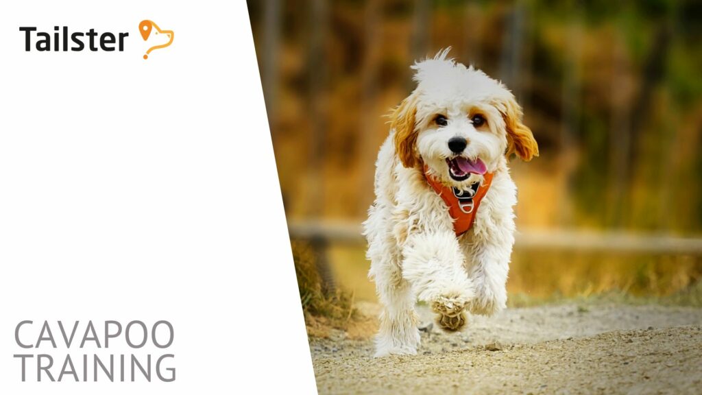 Cavapoo Training