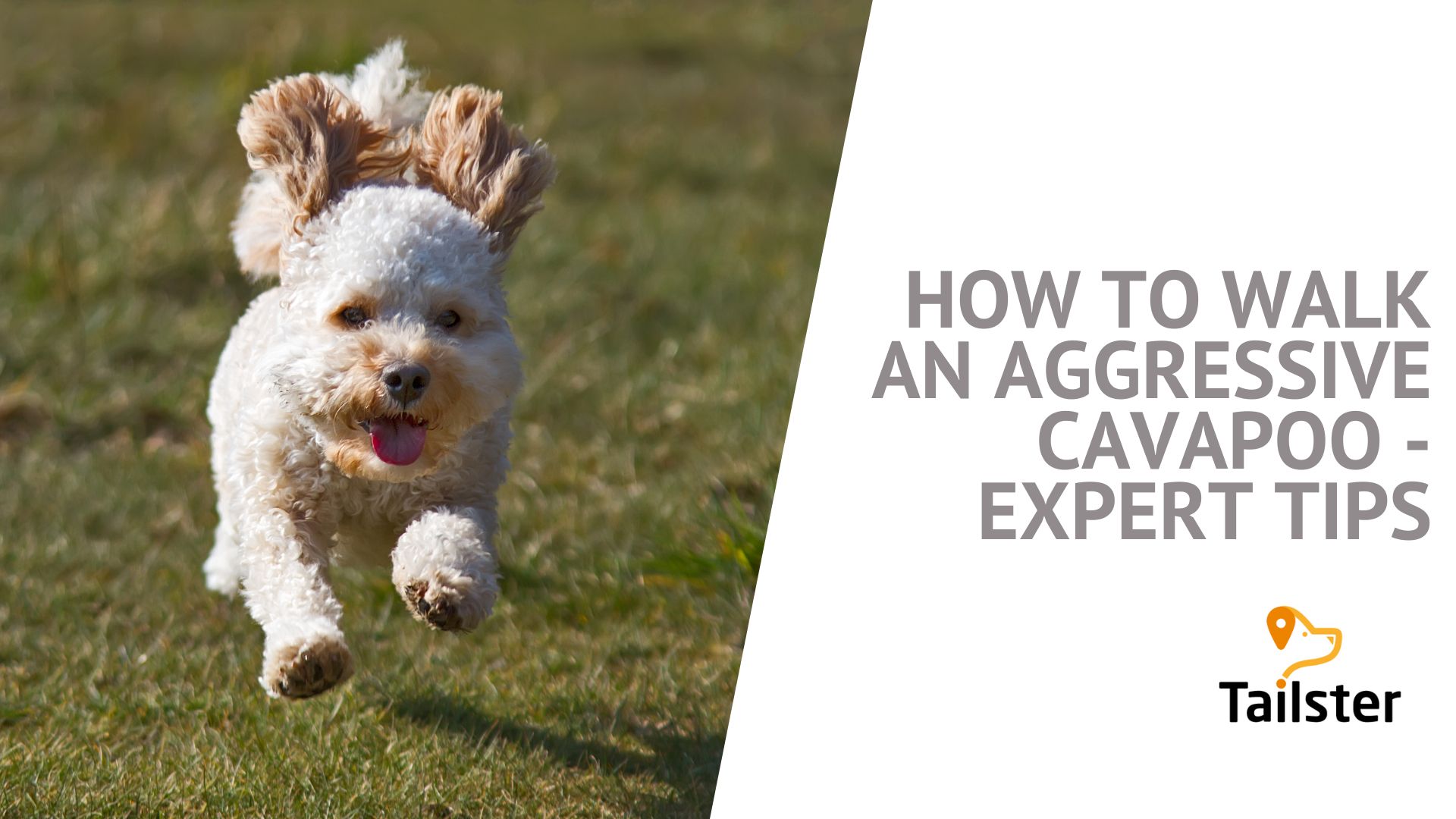 How To Walk An Aggressive Cavapoo - Expert Tips