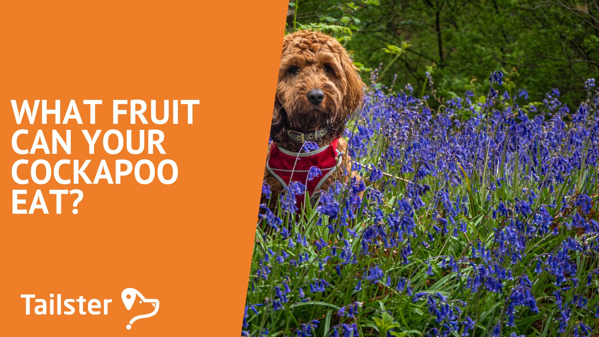 What Fruit Can Your Cockapoo Eat?