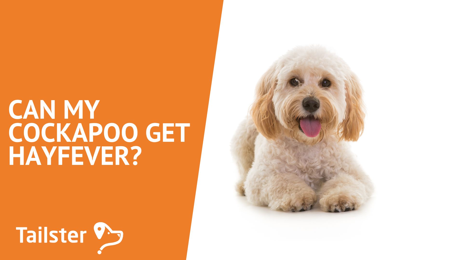 Can My Cockapoo Get Hayfever can-my-cockapoo-get-hayfever