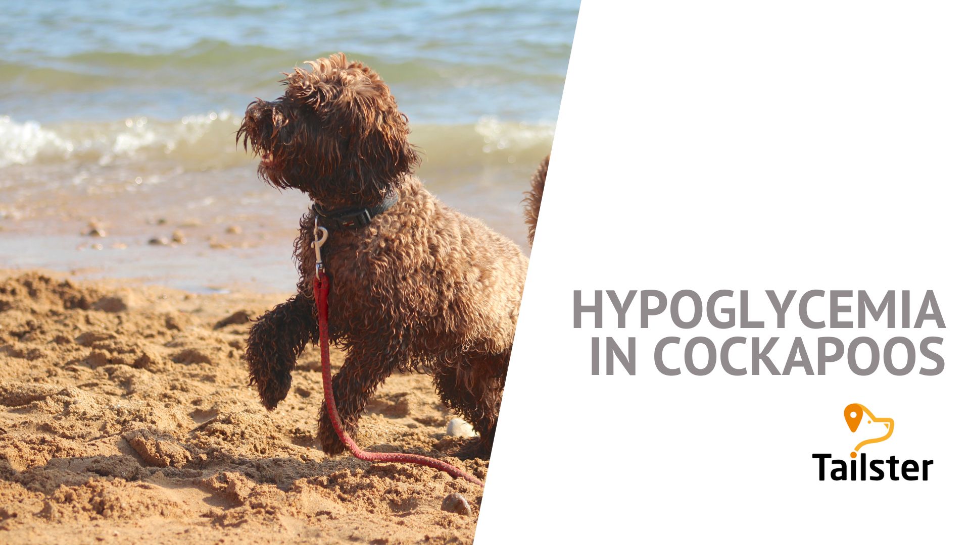 Hypoglycemia In Cockapoos