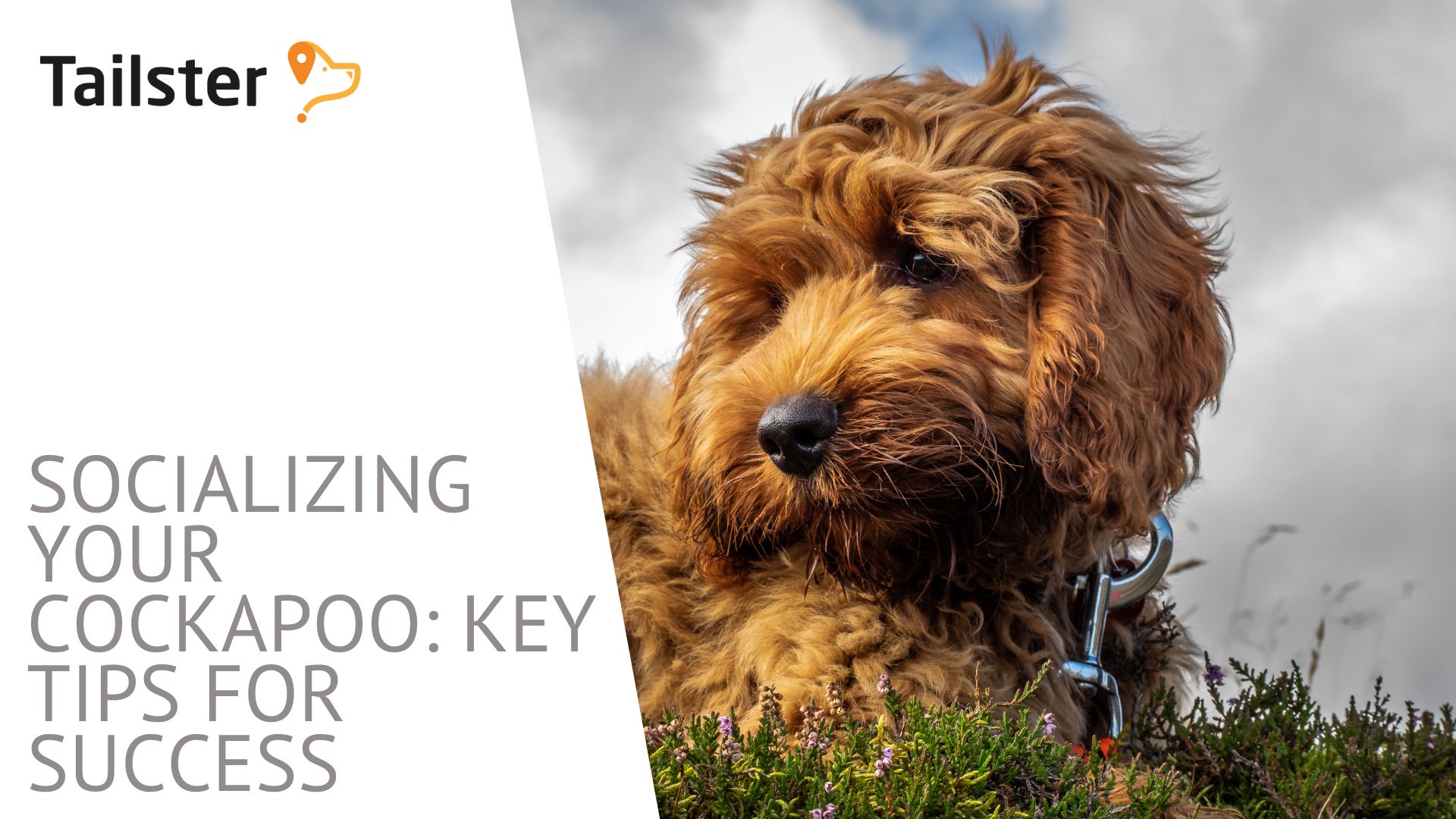 Socializing Your Cockapoo: Key Tips For Success