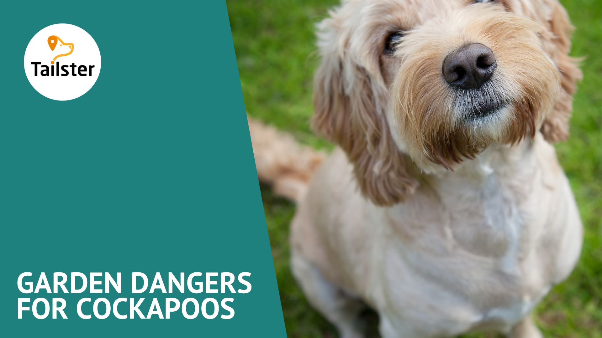 Garden Dangers For Cockapoos