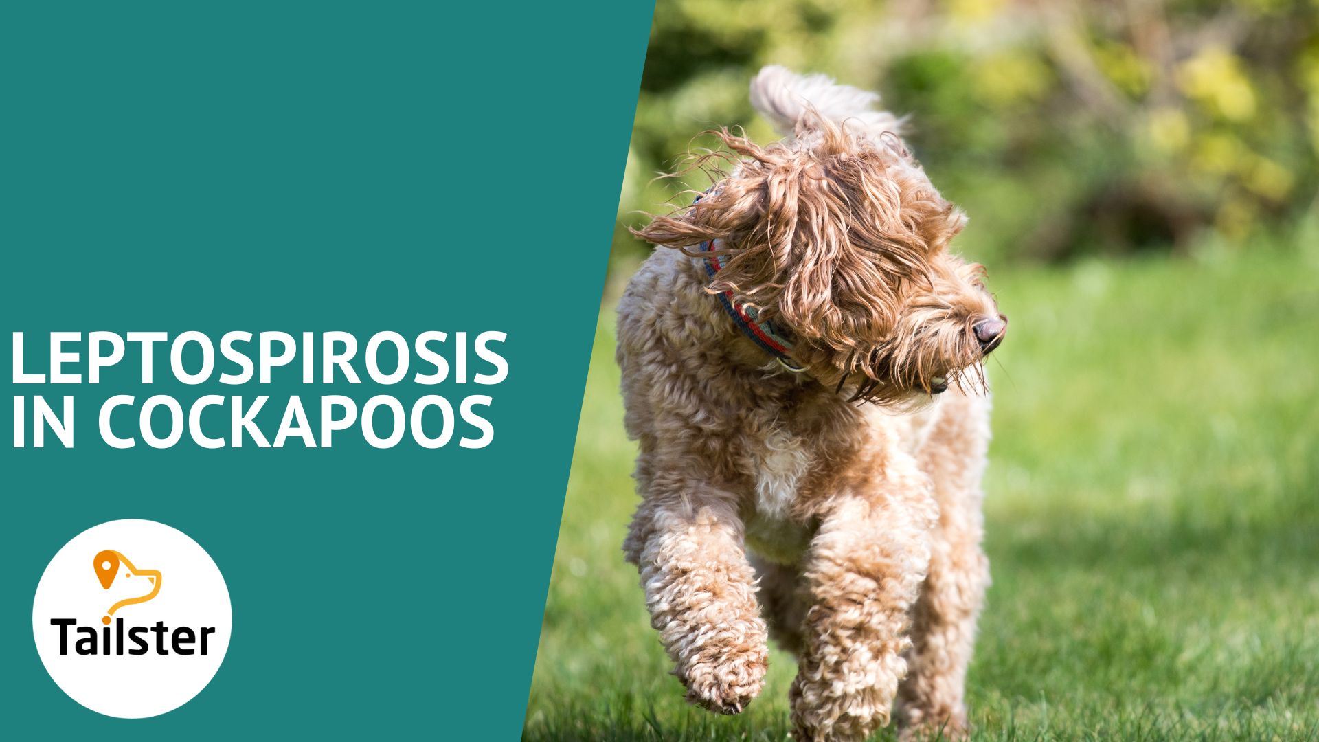 Leptospirosis In Cockapoos