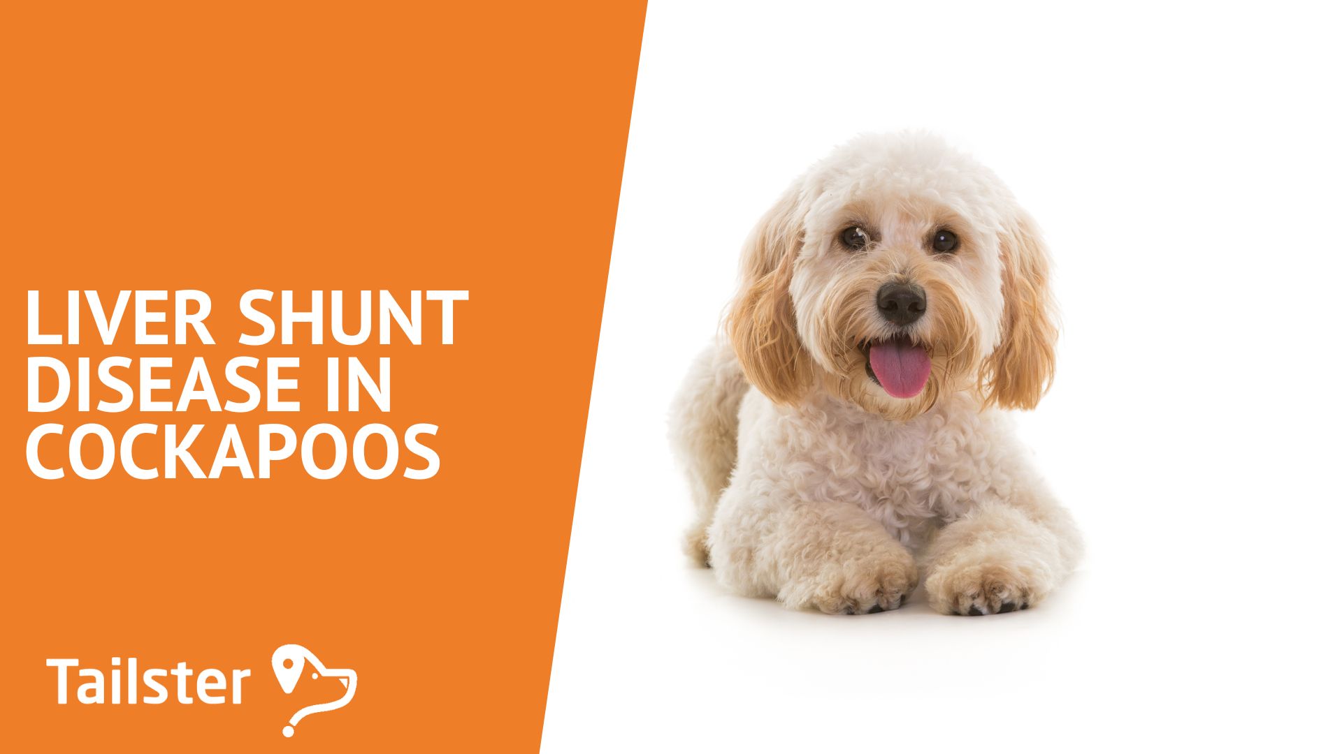 Liver Shunt Disease In Cockapoos