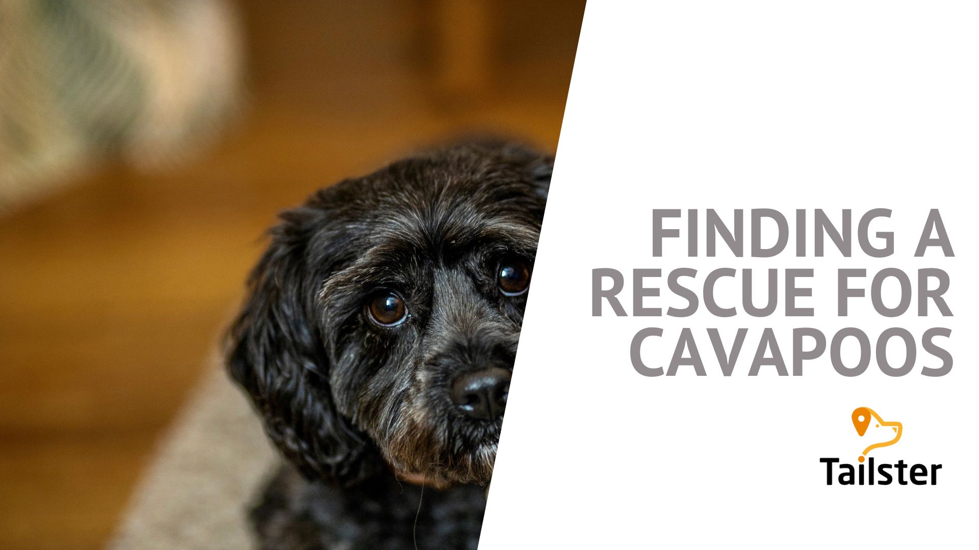Finding A Rescue For Cavapoos