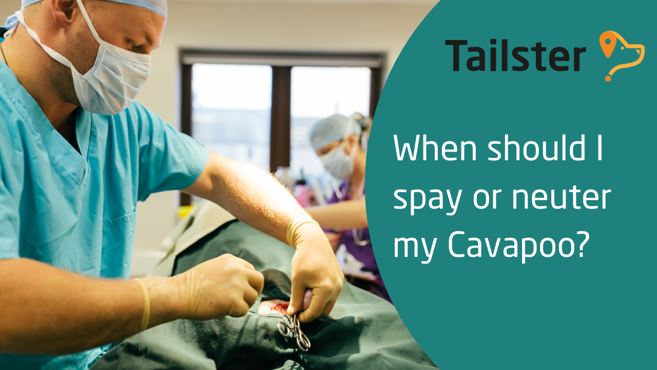 When Should I Spay Or Neuter My Cavapoo?