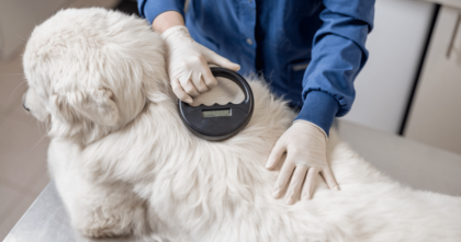 Pet Microchip Transfer - Can I Transfer My Pet's Microchip To Another ...