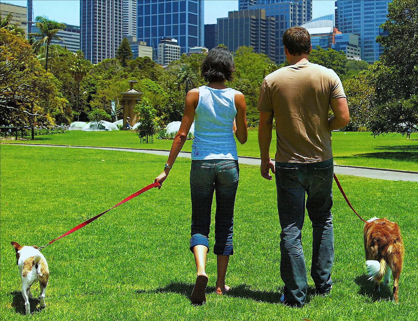 A Beginner's Guide To Becoming A Dog Sitter